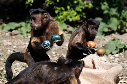 Grey Capuchin Monkeys Eat Easter Eggs Editorial Stock Photo - Stock ...