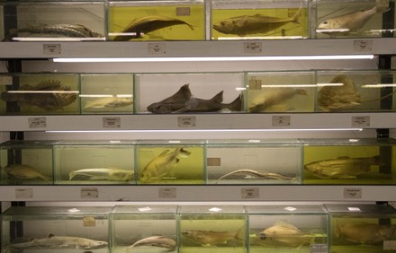 12 Marine fish specimens Stock Pictures, Editorial Images and Stock ...