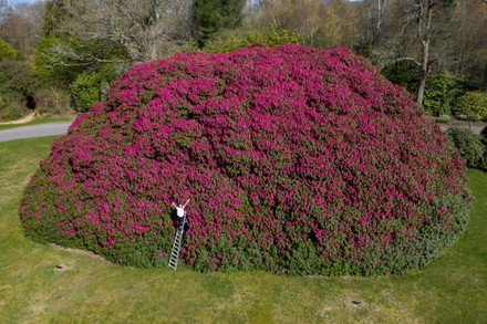 England's biggest rhododendron, South Lodge Hotel, Horsham, West Sussex ...