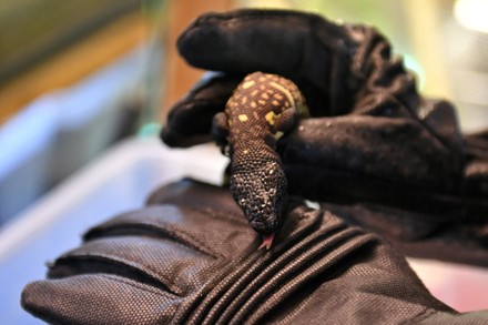 Young Mexican Heloderma Heloderma Horridum Terrarium Editorial Stock ...