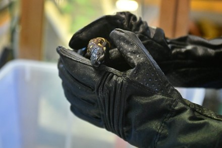 Young Mexican Heloderma Heloderma Horridum Terrarium Editorial Stock ...