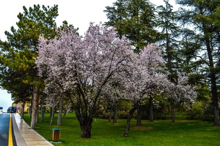 Spring In Ankara, Turkey - 09 Apr 2021 Stock Pictures, Editorial Images ...