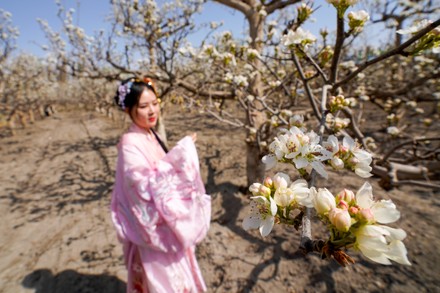 Tourist Views Blooming Pear Blossoms Awat Editorial Stock Photo - Stock ...