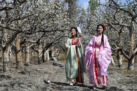 Tourists View Blooming Pear Blossoms Awat Editorial Stock Photo - Stock ...