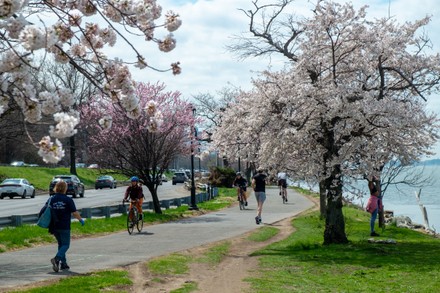 Cherry Blossom Trees Bloom Along Hudson Editorial Stock Photo - Stock ...
