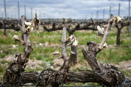 Frozen Grapevine Buds Vineyard Chateau Brion Editorial Stock Photo ...