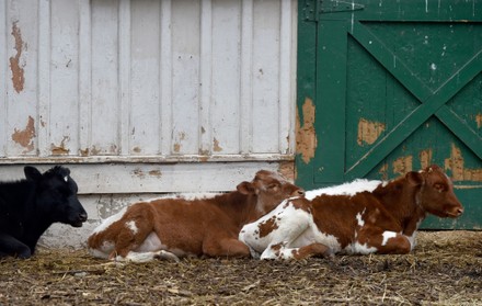 Calves Rest Outside Stable Before Being Editorial Stock Photo - Stock ...