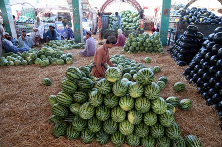 Laborer Sorts Watermelons Fruit Market Ahead Editorial Stock Photo ...
