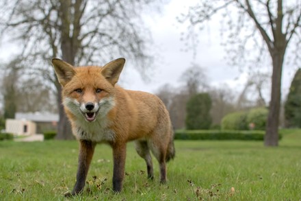 250 Smell fox Stock Pictures, Editorial Images and Stock Photos ...