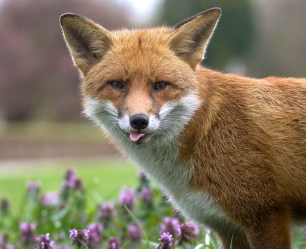 250 Smell fox Stock Pictures, Editorial Images and Stock Photos ...