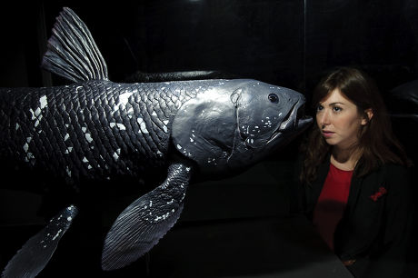 Coelacanth Editorial Stock Photo - Stock Image | Shutterstock