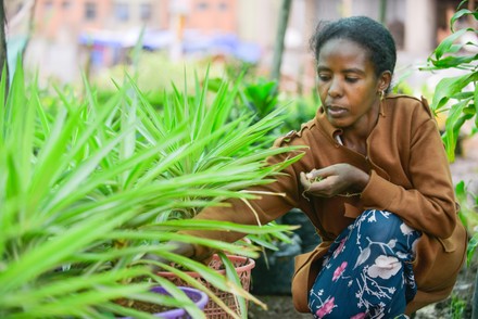 Tigist Abebe Accounting Graduate Engages Gardening Editorial Stock ...