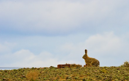 Rabbit Seen Kalamayli Nature Reserve Northwest Editorial Stock Photo ...
