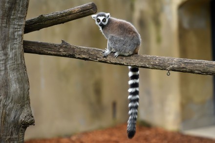 Lemur Biopark Rome 17 Hectares 1000 Editorial Stock Photo - Stock Image ...