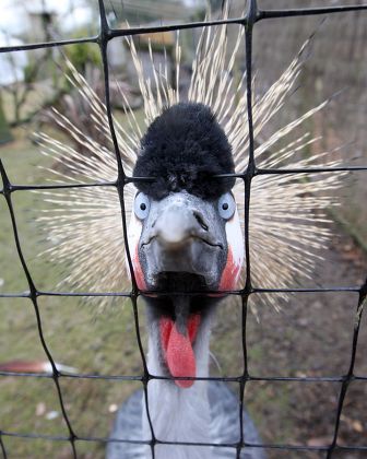 Bad tempered bird Ringo the black capped crane at Axe Valley Bird and ...