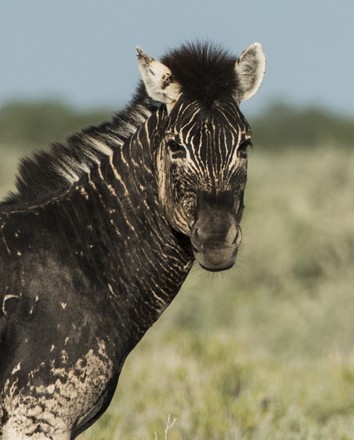 Zebra Without Stripes Odd One Out Editorial Stock Photo - Stock Image ...
