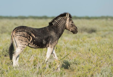 __COUNT__ Zebra without stripes, Etosha National Park, Namibia - 29 Apr ...