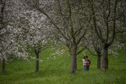 Couple Kisses Under Blossom Tree Part Editorial Stock Photo - Stock ...
