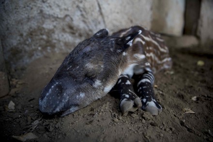 Baby Tapir Danto Tapirus Bairdii Sits Editorial Stock Photo - Stock ...