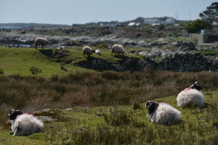 64 Inishnee island Stock Pictures, Editorial Images and Stock Photos ...