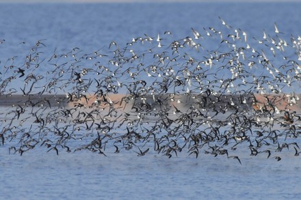 Thousands of birds stomped on the Hongdao section of the Jiaozhou Bay ...