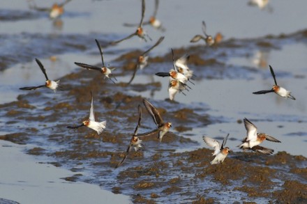 Thousands of birds stomped on the Hongdao section of the Jiaozhou Bay ...
