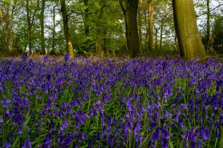Beautiful Wild Bluebell Carpeted Ancient Woodlands Editorial Stock ...
