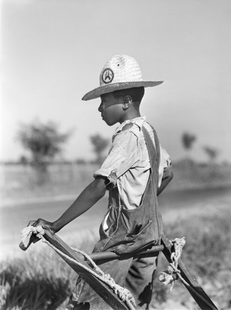 Farmhand Waiting While Resting Mules During Editorial Stock Photo ...