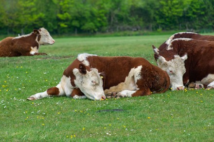 Cattle Were Resting On Dorney Common Editorial Stock Photo - Stock ...