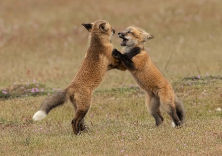 Red fox kits on San Juan Island, WA, USA - 13 May 2021 Stock Pictures ...