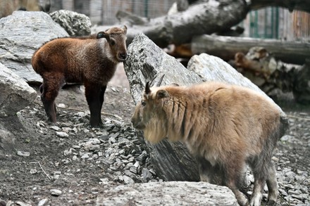 Male Golden Takin Born This Spring Editorial Stock Photo - Stock Image ...