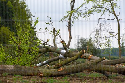 250 Delimbing trees Stock Pictures, Editorial Images and Stock Photos ...
