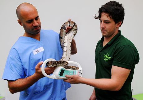 Two Zoo Employees Hold Reggy Royal Editorial Stock Photo - Stock Image ...