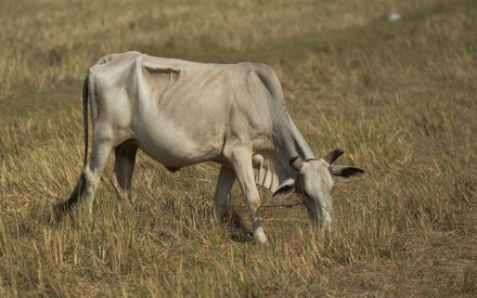 33 Cambodian cow Stock Pictures, Editorial Images and Stock Photos ...