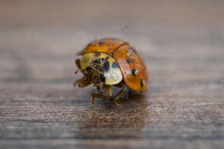 4 Dead ladybug Stock Pictures, Editorial Images and Stock Photos ...