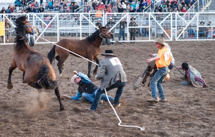 Riders Thrown Off Bucking Horses Rodeo Editorial Stock Photo - Stock ...
