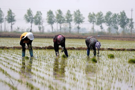 Farmers Plant Rice Seedlings Donglizhuang Village Editorial Stock Photo ...