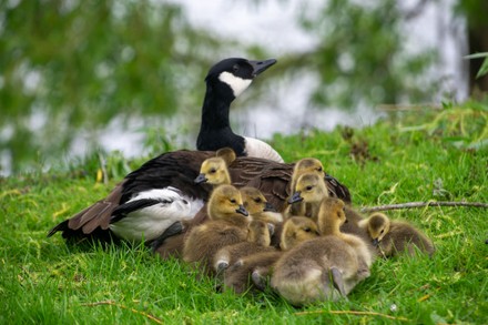 Baby Canada Geese Goslings Cuddle Their Editorial Stock Photo - Stock ...