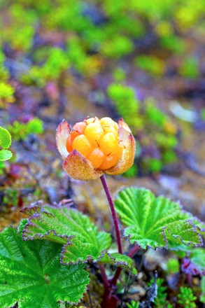 Arctic Bramble Rubus Arcticus Editorial Stock Photo - Stock Image ...