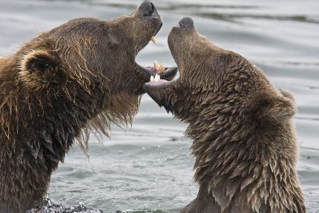 23 Katmai bay Stock Pictures, Editorial Images and Stock Photos ...