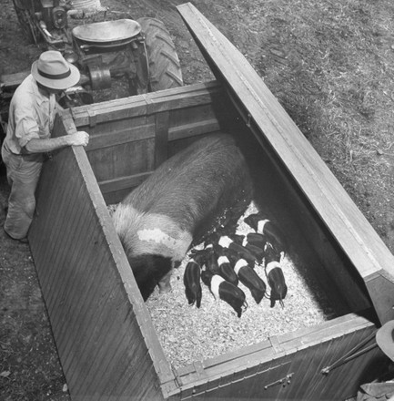 Super Pig Farm Mount Ararat Farms Editorial Stock Photo - Stock Image ...