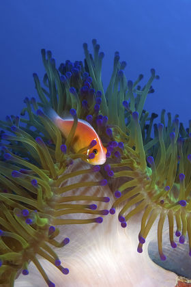 Anemone Fish Anemone Pohnpei Micronesia Editorial Stock Photo - Stock ...