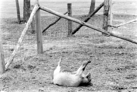 Goat Suffering Myotonia Congenita Fainting On Editorial Stock Photo ...