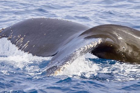 Adult Humpback Whales Megaptera Novaeangliae Surfacing Editorial Stock ...