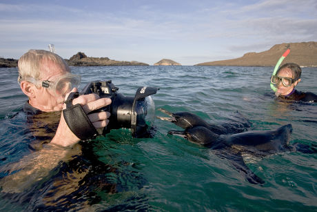 Adult Galapagos Penguin Spheniscus Mendiculus Split Editorial Stock ...