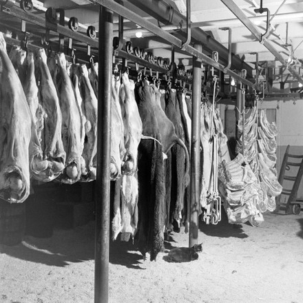 Meat Hanging Market United States Circa Editorial Stock Photo - Stock ...