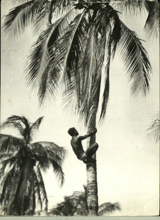 Aborigine Man Climbing Coconut Tree Australia Editorial Stock Photo ...