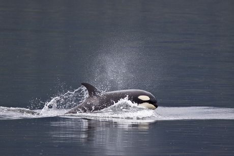 Small Resident Orca Pod Orcinus Orca Editorial Stock Photo - Stock ...