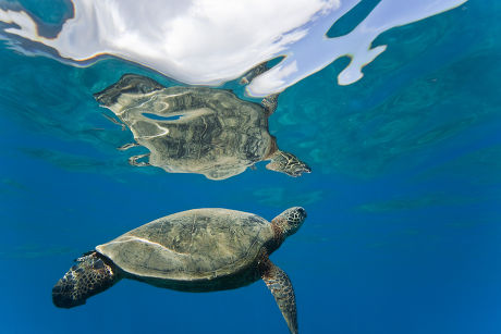 Green Sea Turtle Chelonia Mydas Cleaning Editorial Stock Photo - Stock ...