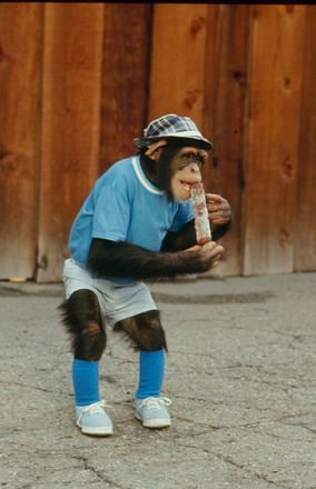 Chimpanzee Eating Popsicle During Lancelot Link Editorial Stock Photo ...